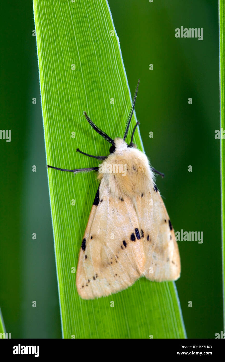 Buff ermine moth uk hi-res stock photography and images - Alamy