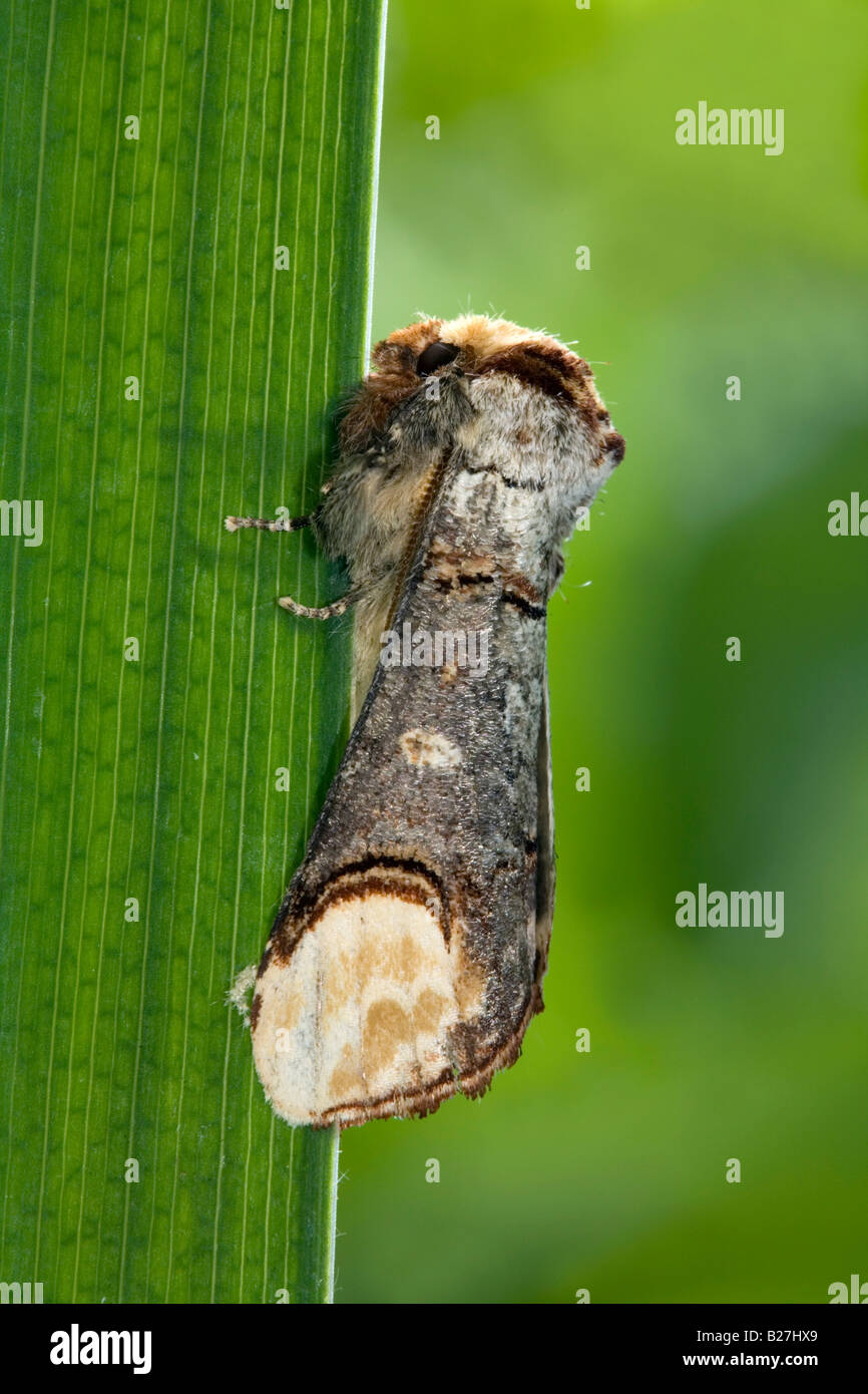 buff tip moth Phalera bucephala Stock Photo - Alamy