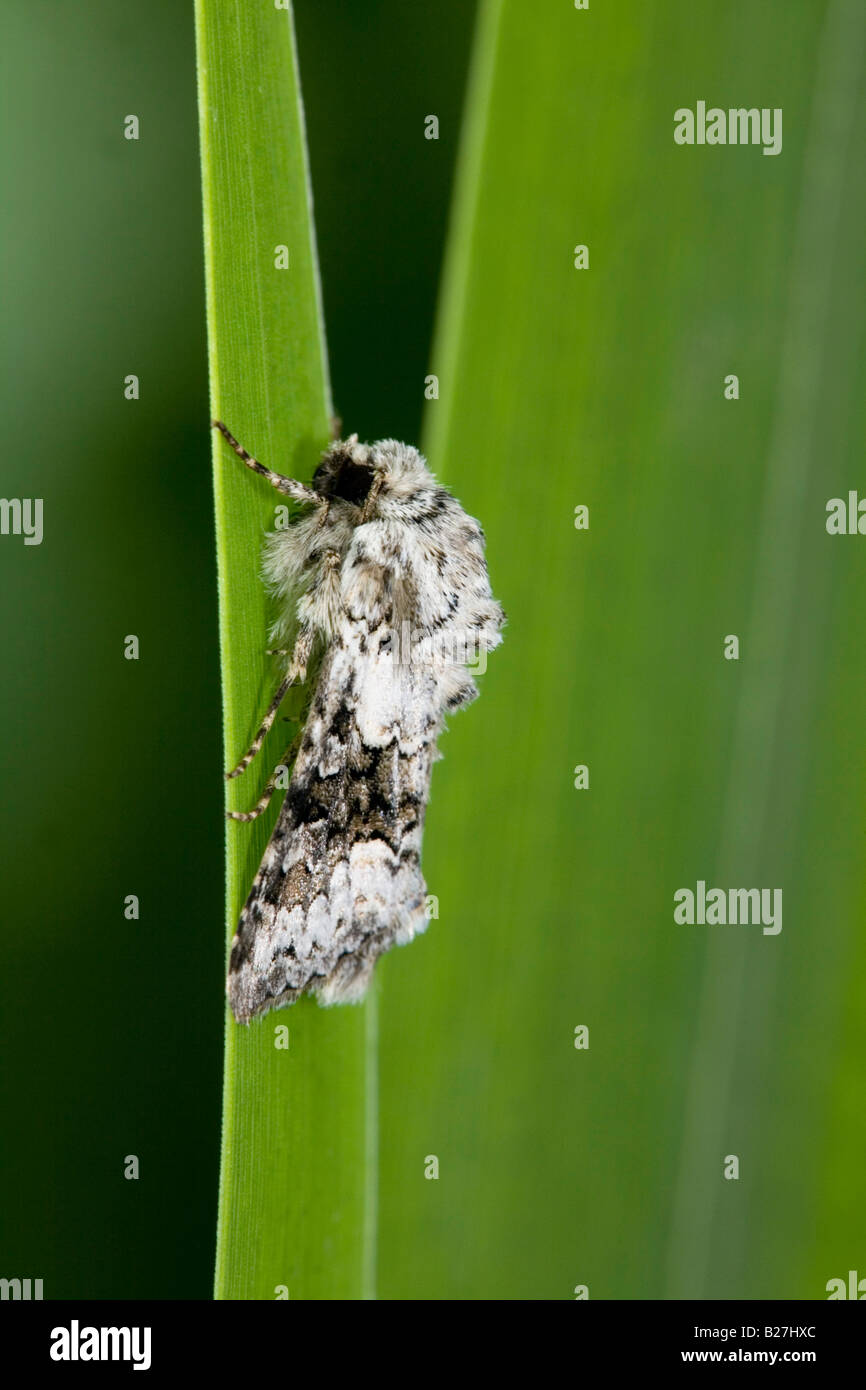 White moth hi-res stock photography and images - Alamy