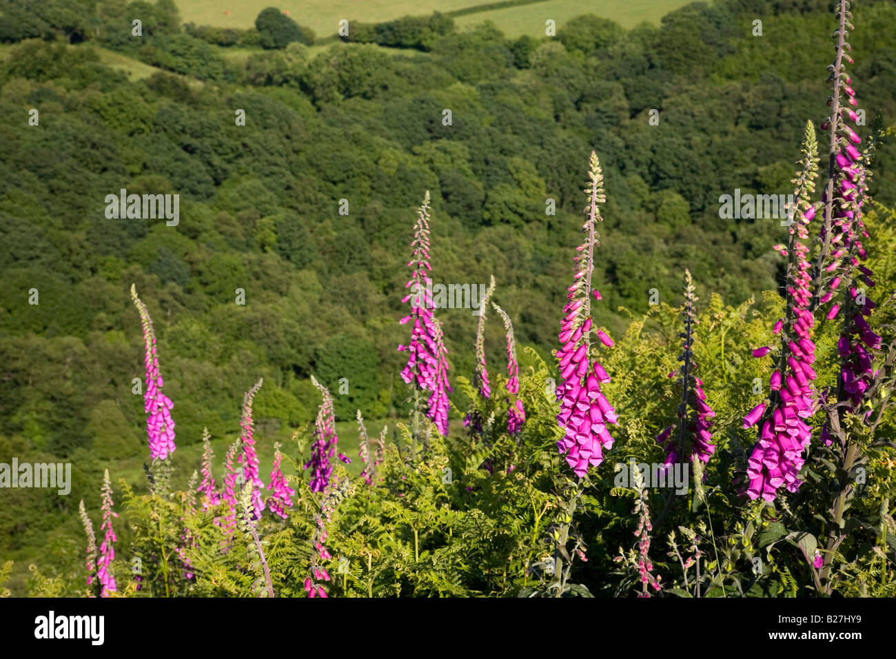 Cadsonbury fort hi-res stock photography and images - Alamy