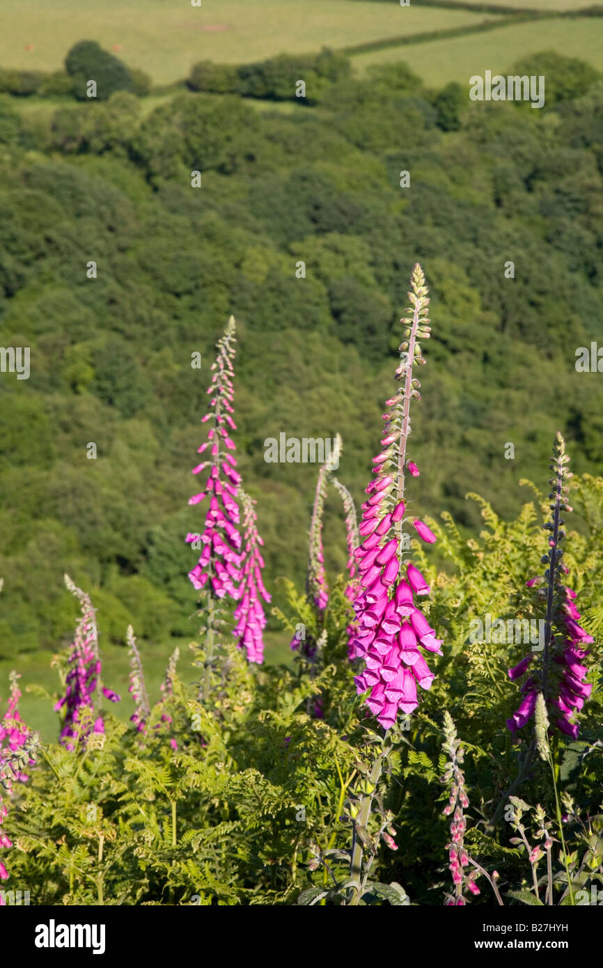 Cadsonbury fort hi-res stock photography and images - Alamy