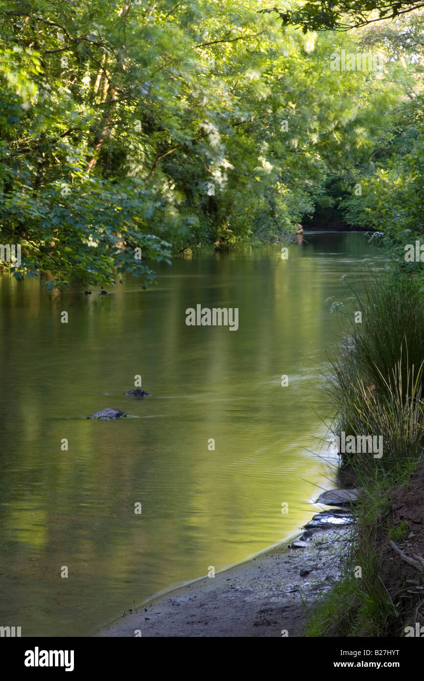 river lynher near cadsonbury fort cornwall Stock Photo - Alamy