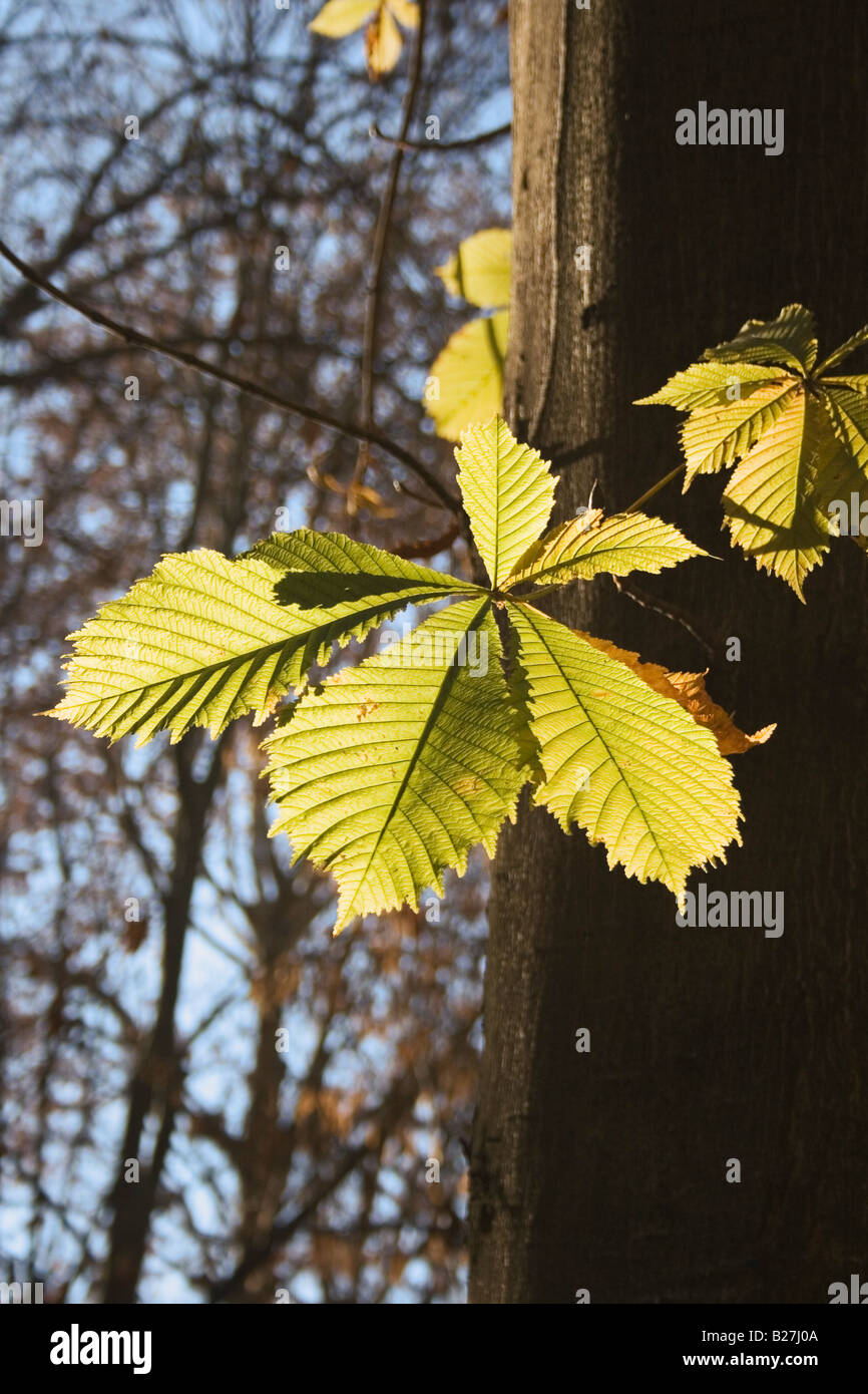 New leaf growth on trunk of tree Stock Photo - Alamy