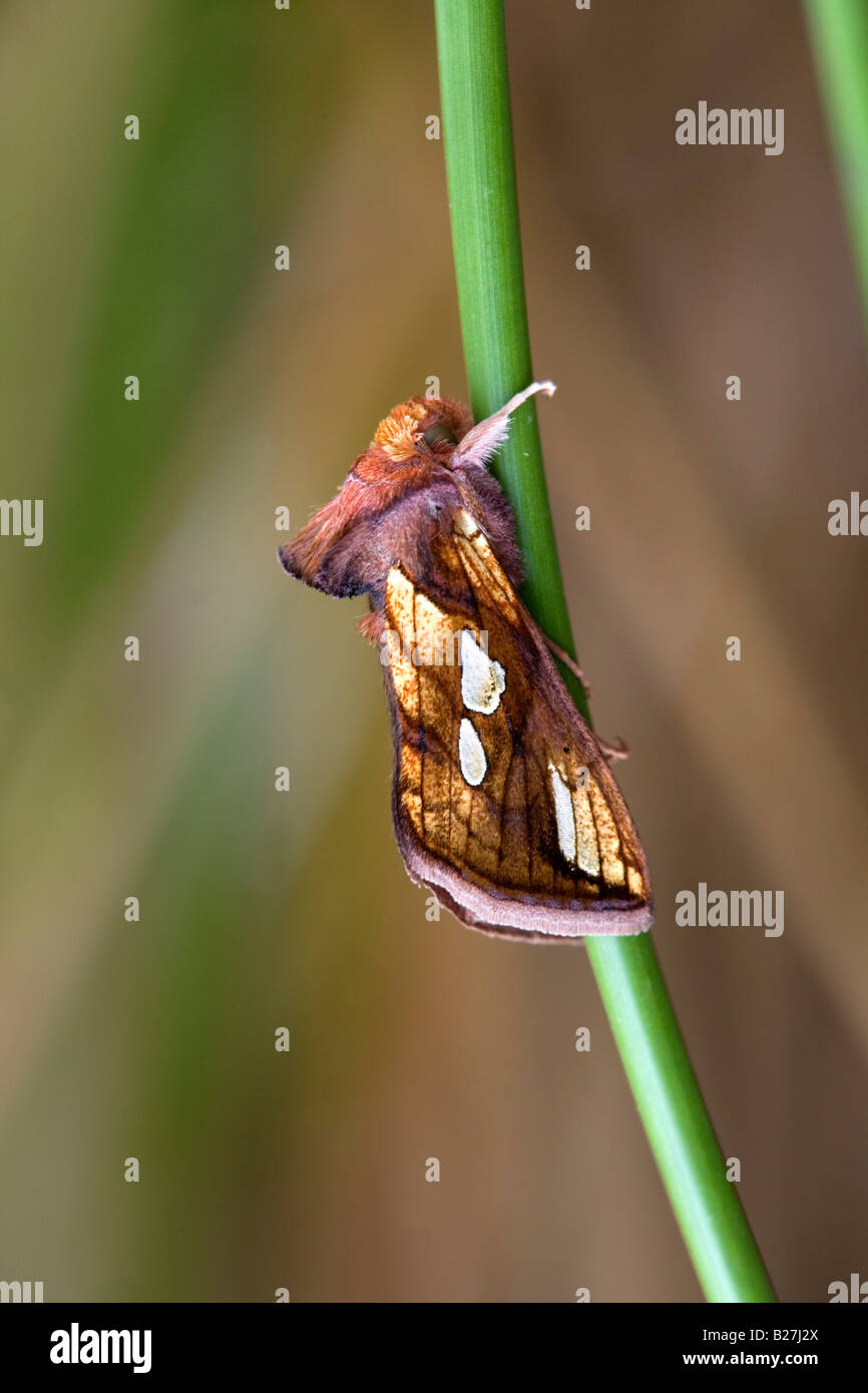 gold spot moth Plusia festucae Stock Photo - Alamy