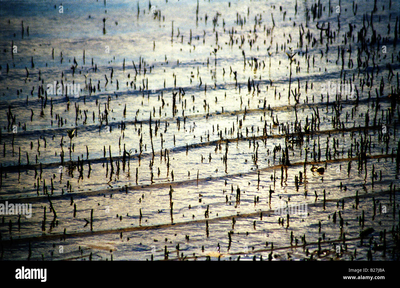 Plants of inland australia hi-res stock photography and images - Alamy