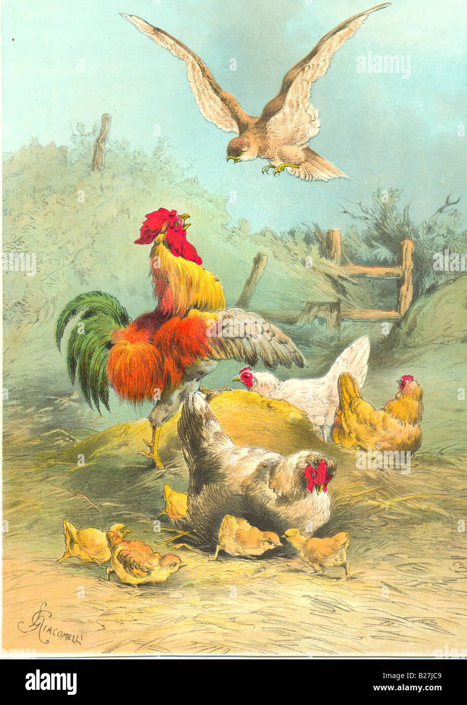 Chromolithograph of hawk attacking chickens in farmyard circa 1880 by ...