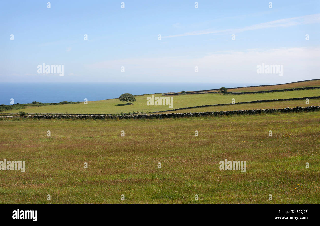 Isle of Man landscape with a tree and sea in the distance Stock Photo ...