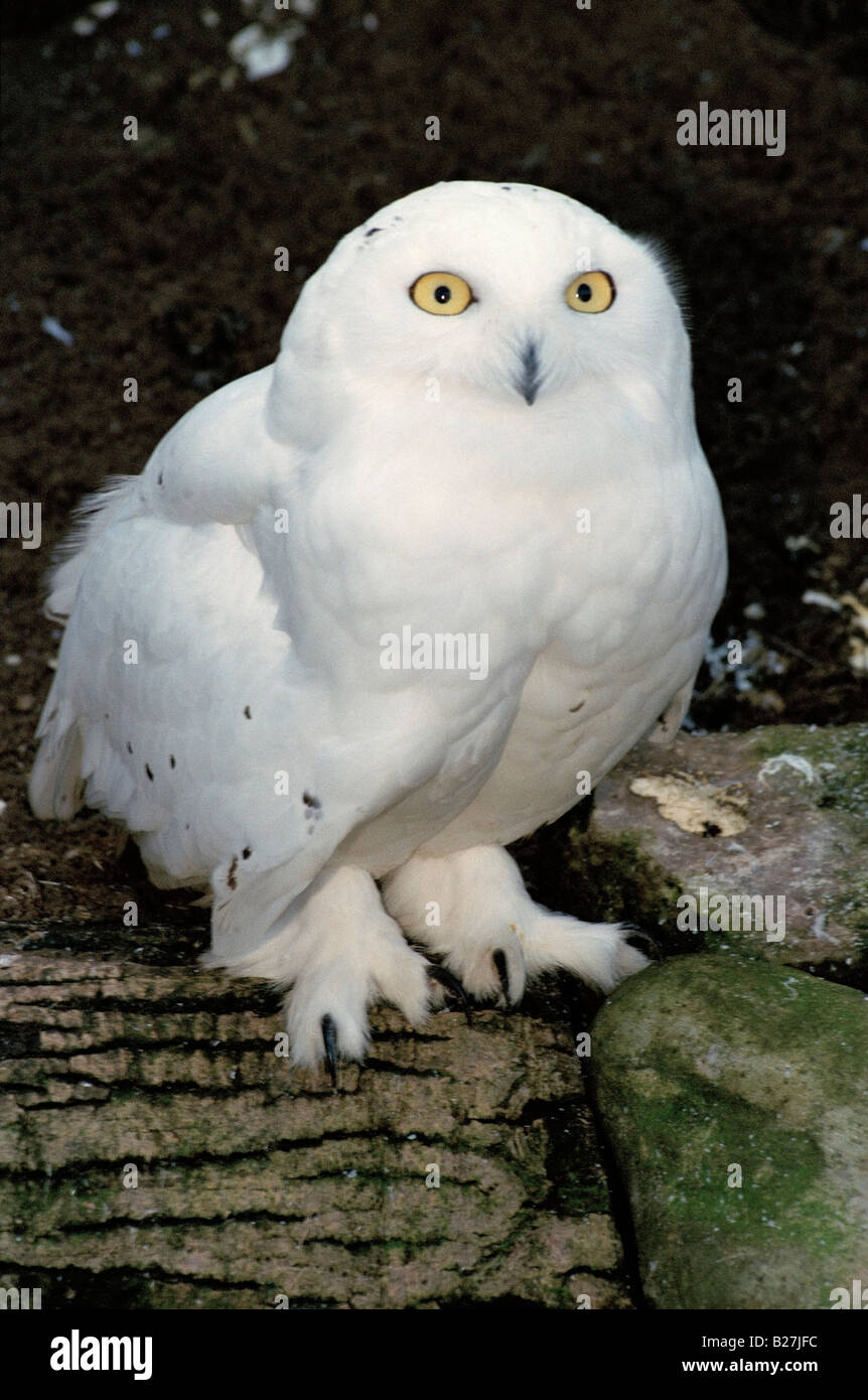 Male snowy owl Stock Photo - Alamy