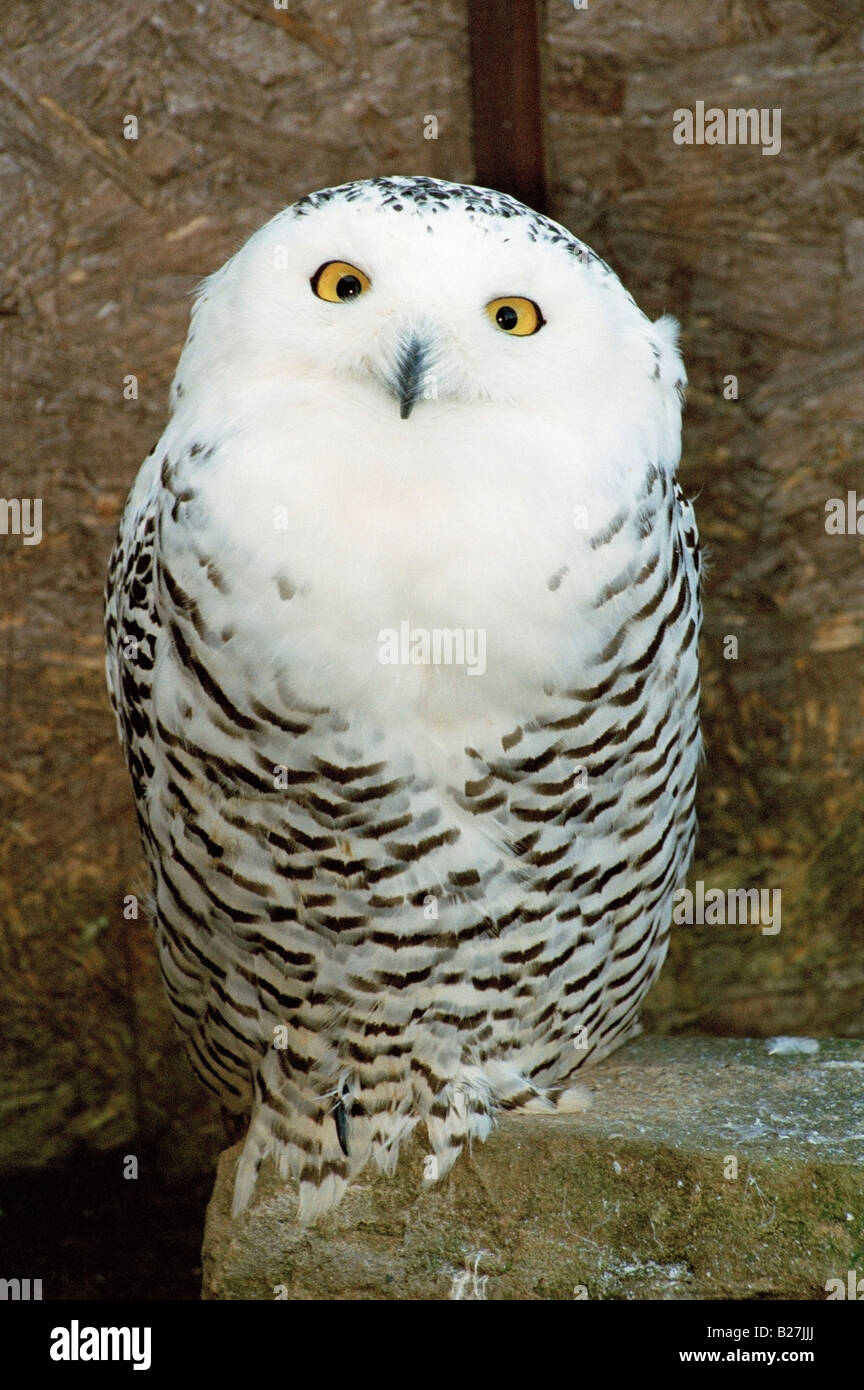 Female snowy owl Stock Photo - Alamy
