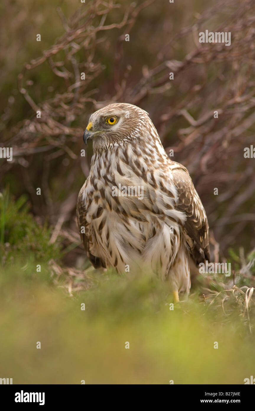 Hen harrier uk hi-res stock photography and images - Alamy