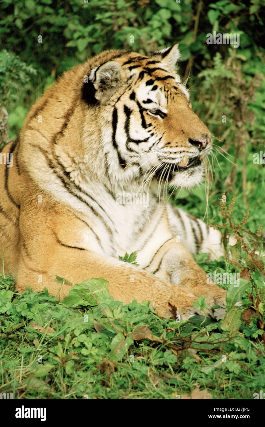 Tawny tiger hi-res stock photography and images - Alamy