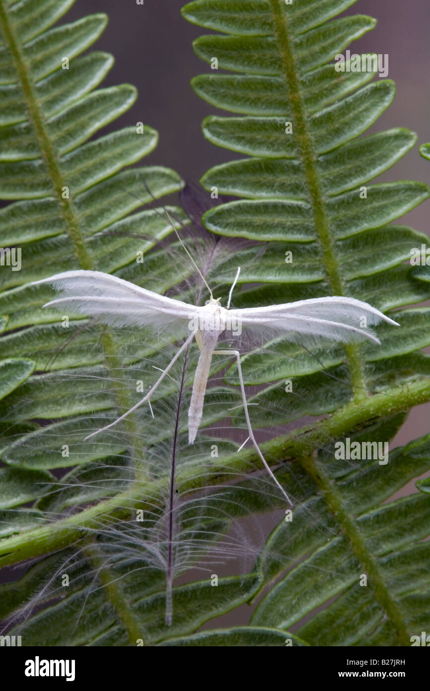 White plume hi-res stock photography and images - Alamy