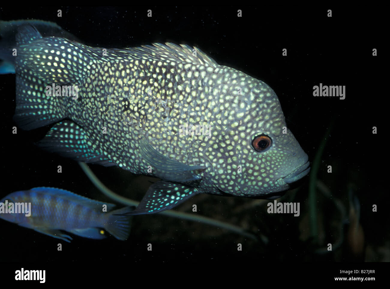 South america cichlid fish fishes animal animals horizontal hi-res ...
