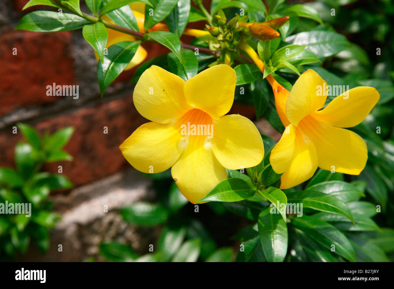 Alamanda plant hi-res stock photography and images - Alamy