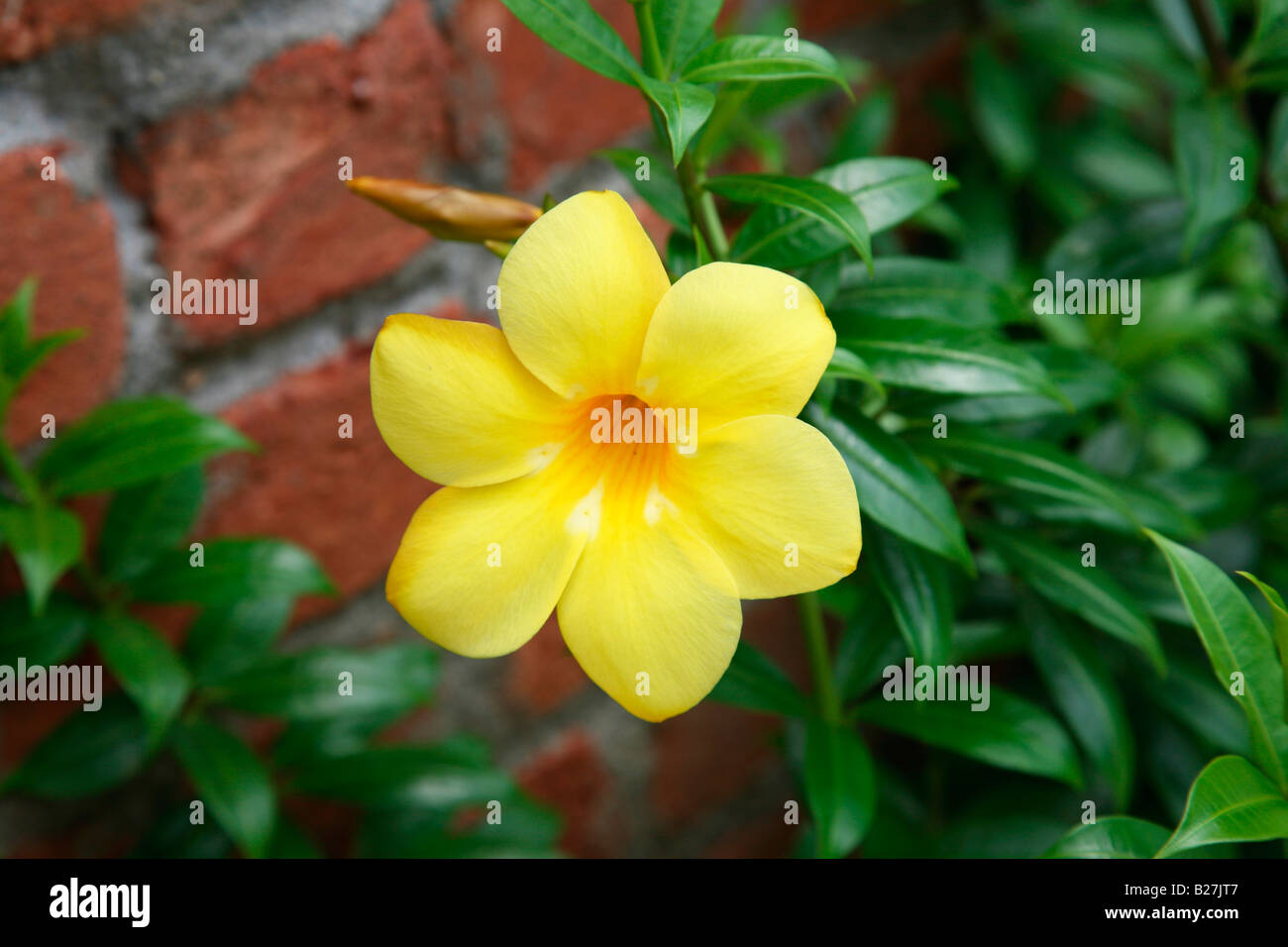 Alamanda plant hi-res stock photography and images - Alamy