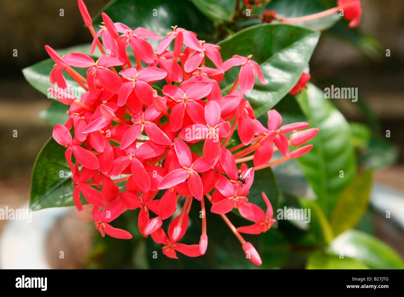 Ixora flowers plant hi-res stock photography and images - Alamy