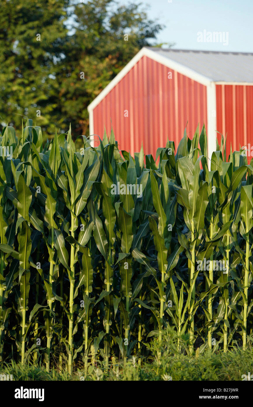 Corn field, red barn, southern Vermont Stock Photo - Alamy