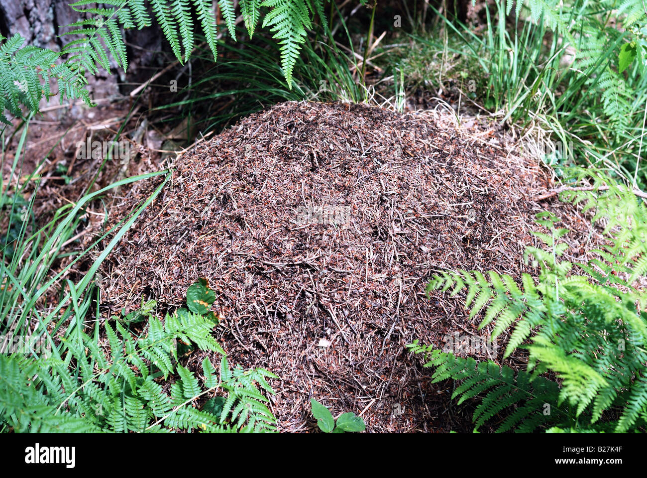 Ant hill ants hi-res stock photography and images - Alamy