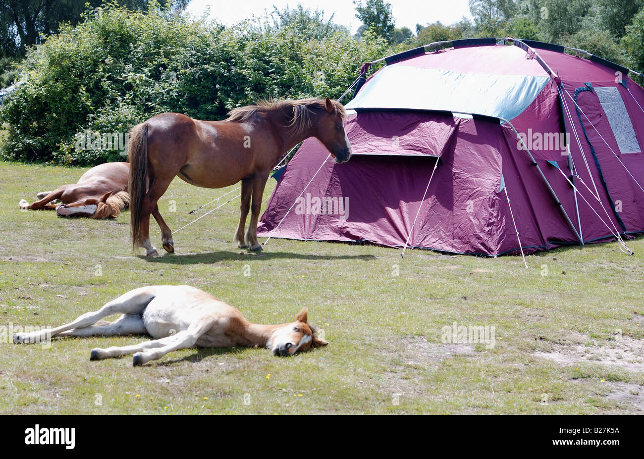 Pony tent campsite horse hi-res stock photography and images - Alamy