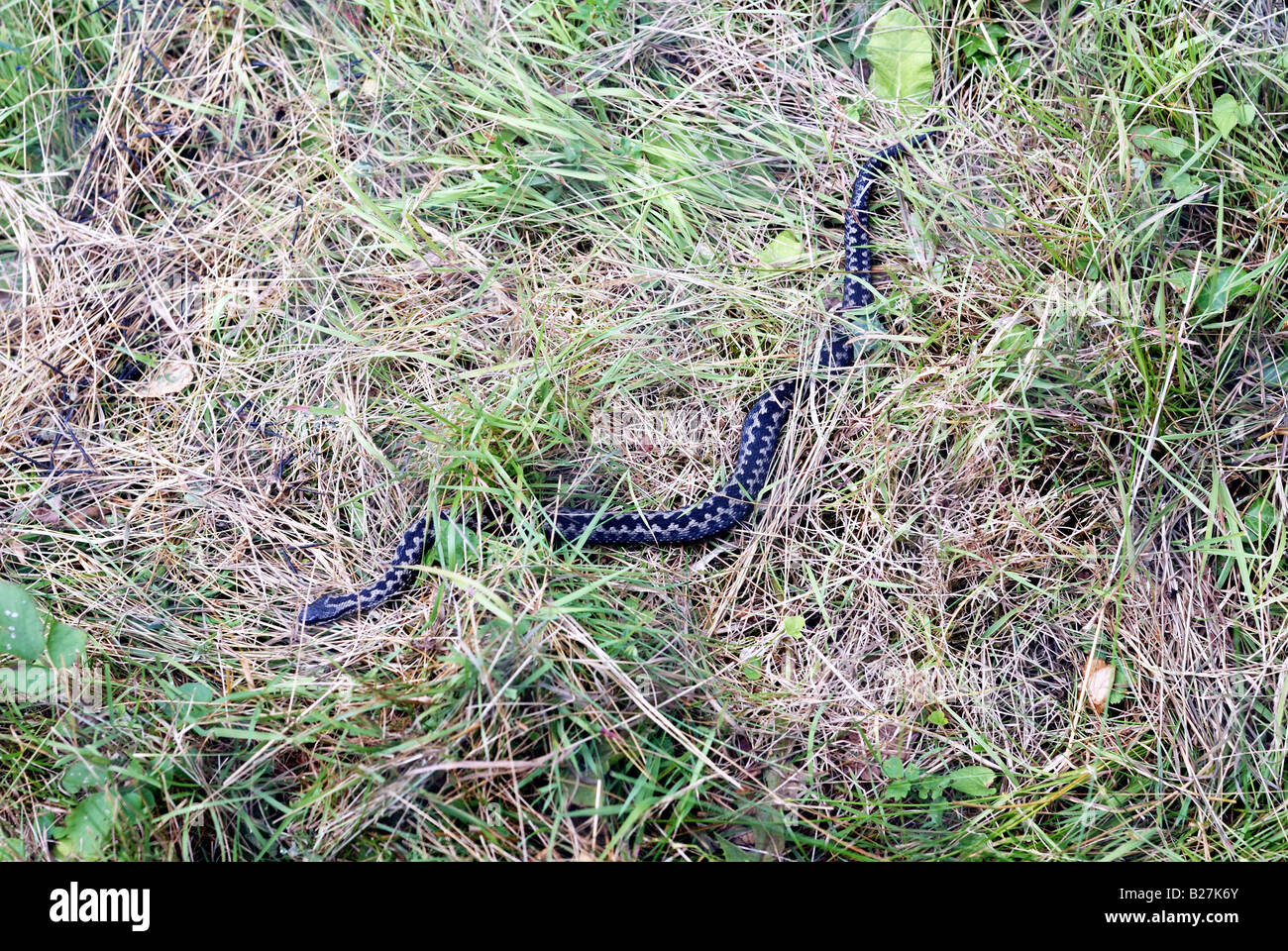 Adder snake hi-res stock photography and images - Alamy