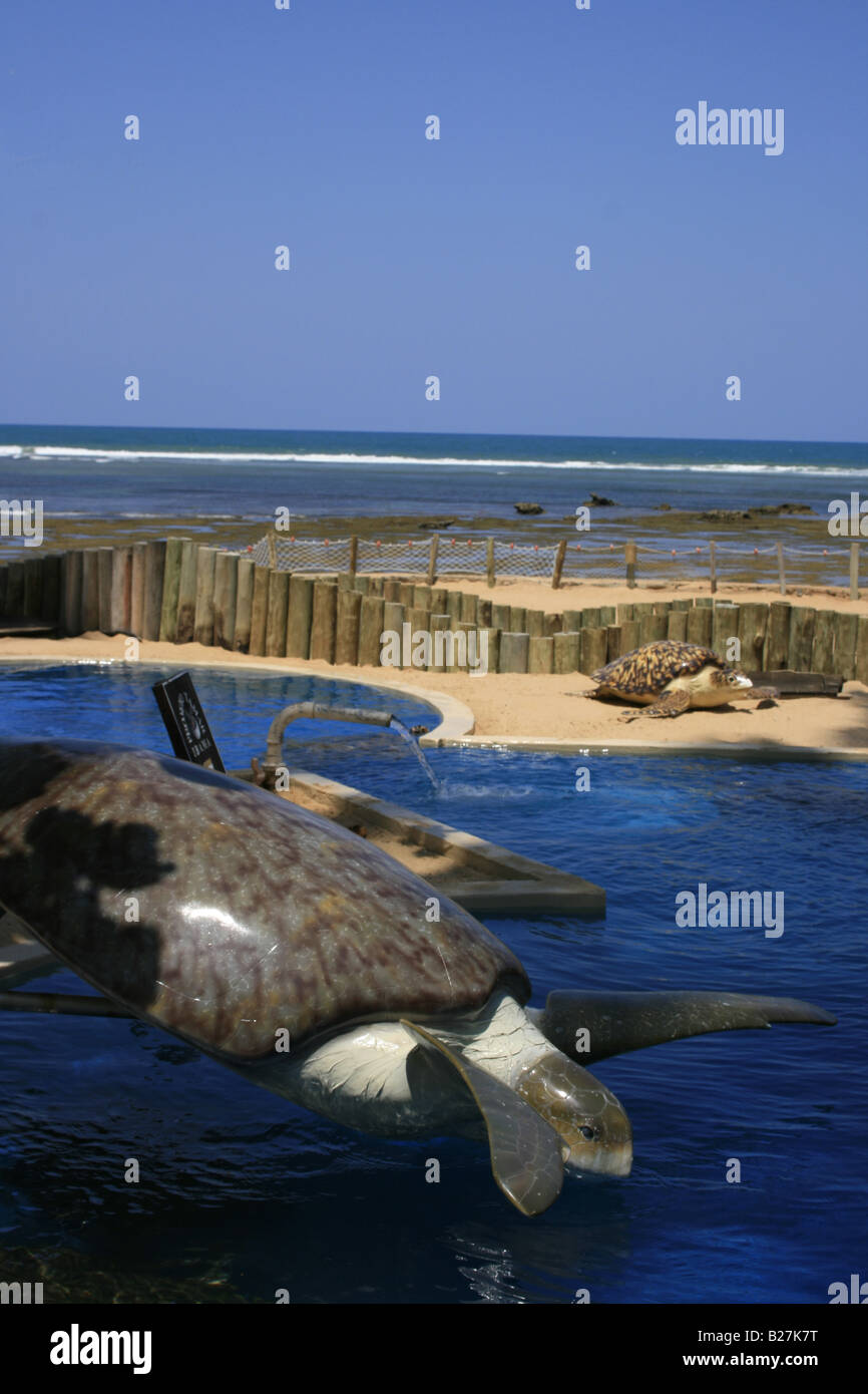 Turtle Tamar Project in Praia do Forte in Brazil Stock Photo - Alamy
