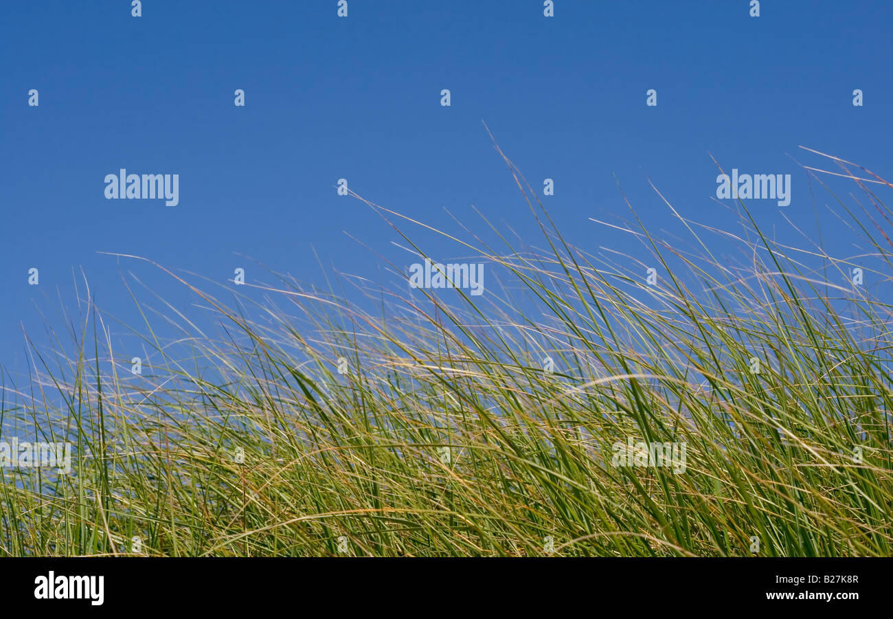 Coastal sea grass Stock Photo - Alamy
