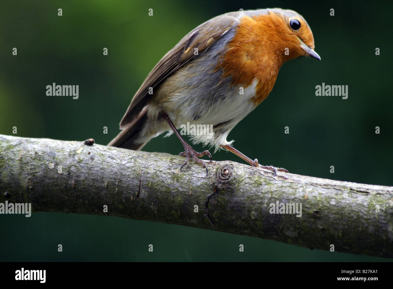 Robin sitting on a branch Stock Photo - Alamy