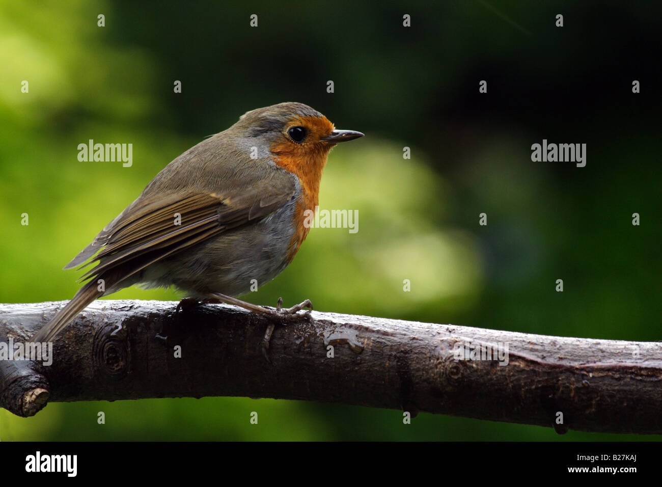 Robin sitting on a branch Stock Photo - Alamy