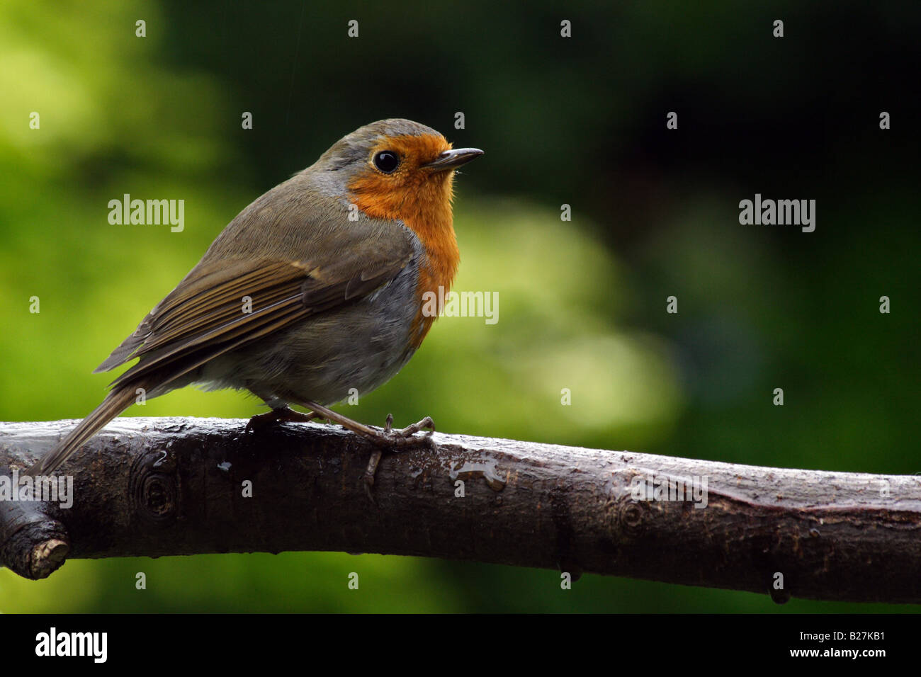 Robin sitting on a branch Stock Photo - Alamy