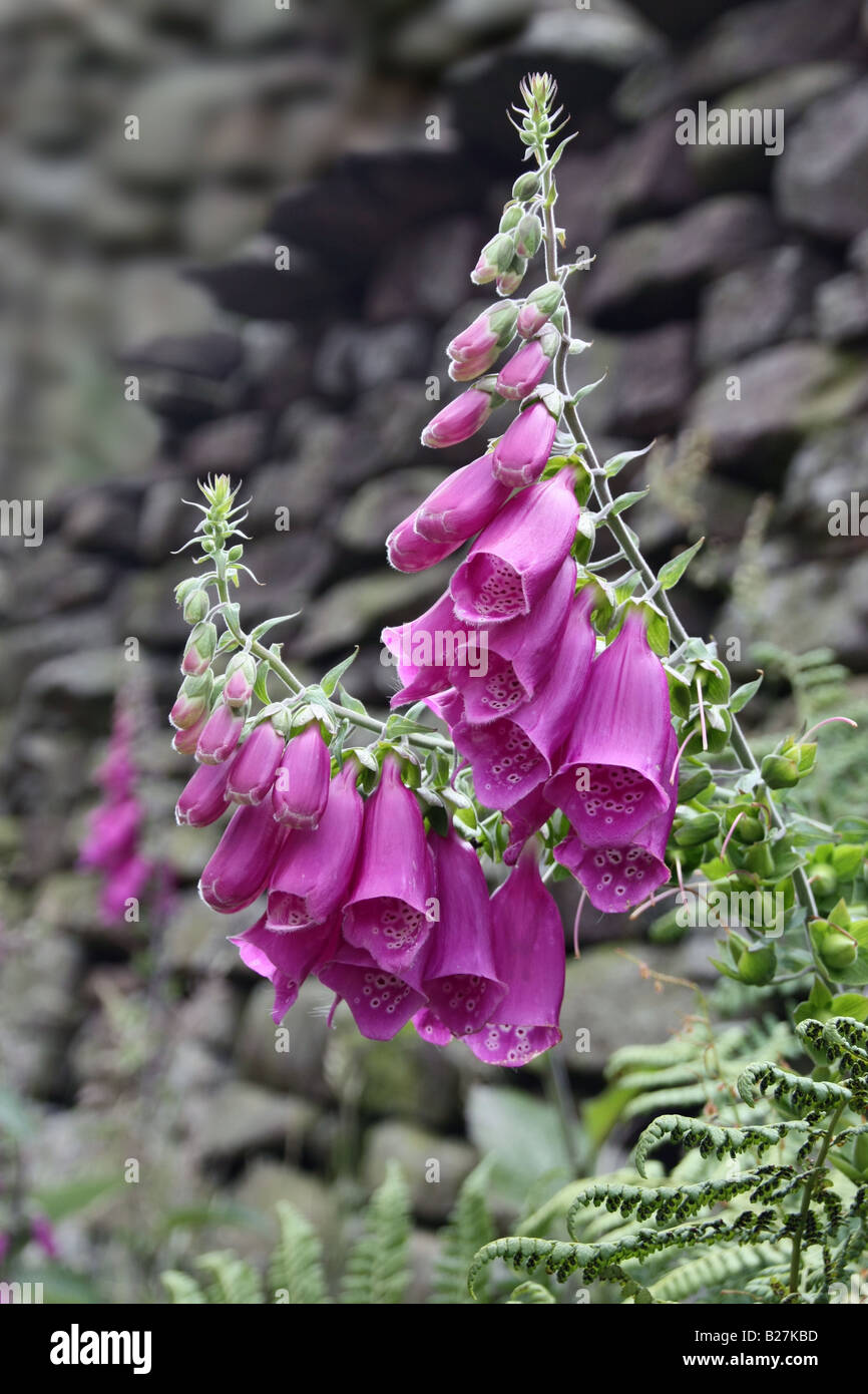 Foxglove flower hi-res stock photography and images - Alamy