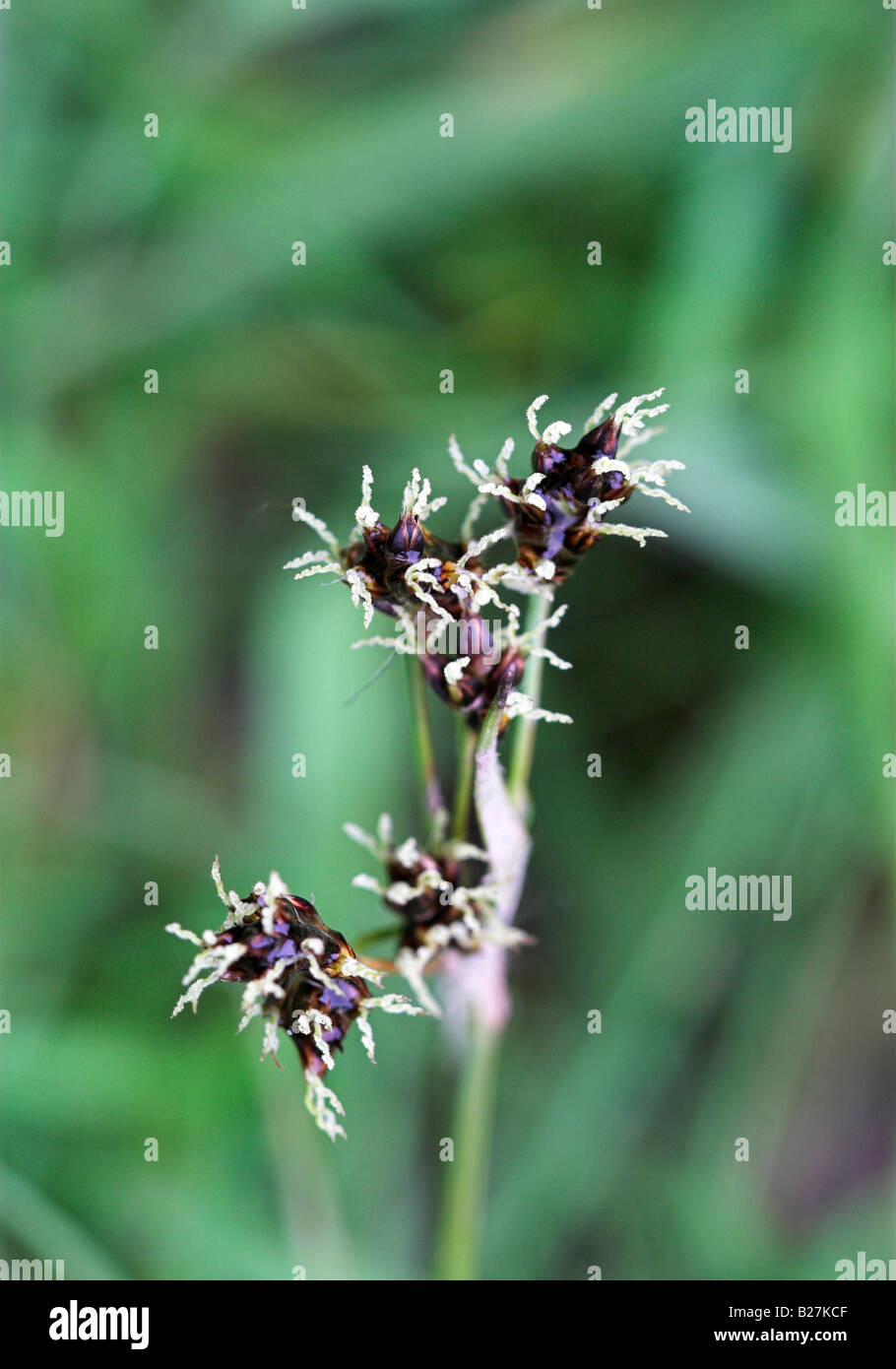 Field Woodrush Lazula campestris Sweep's brush Stock Photo - Alamy