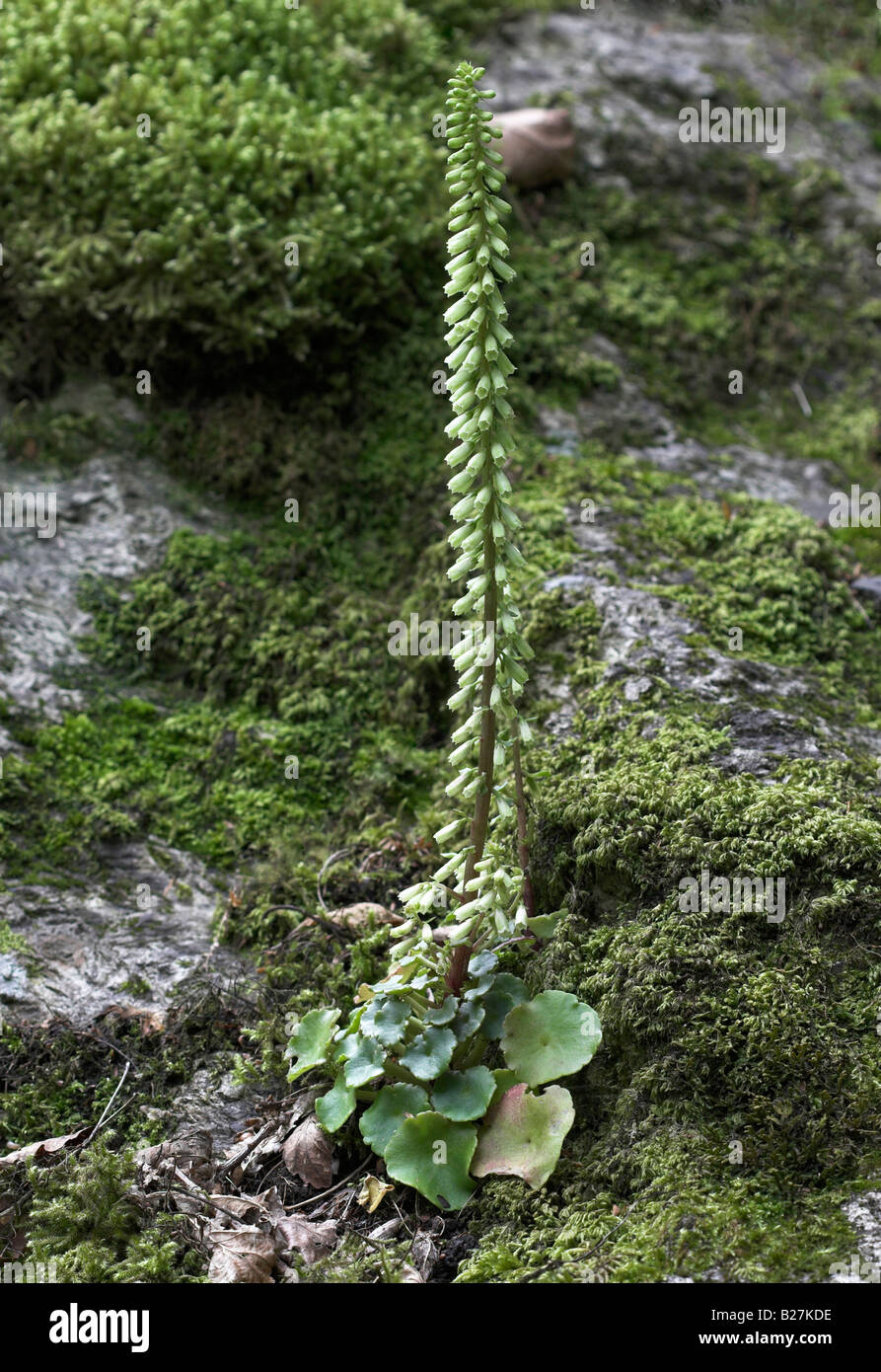 Flowering Navelwort Umbilicus rupestris showing habitat Stock Photo - Alamy
