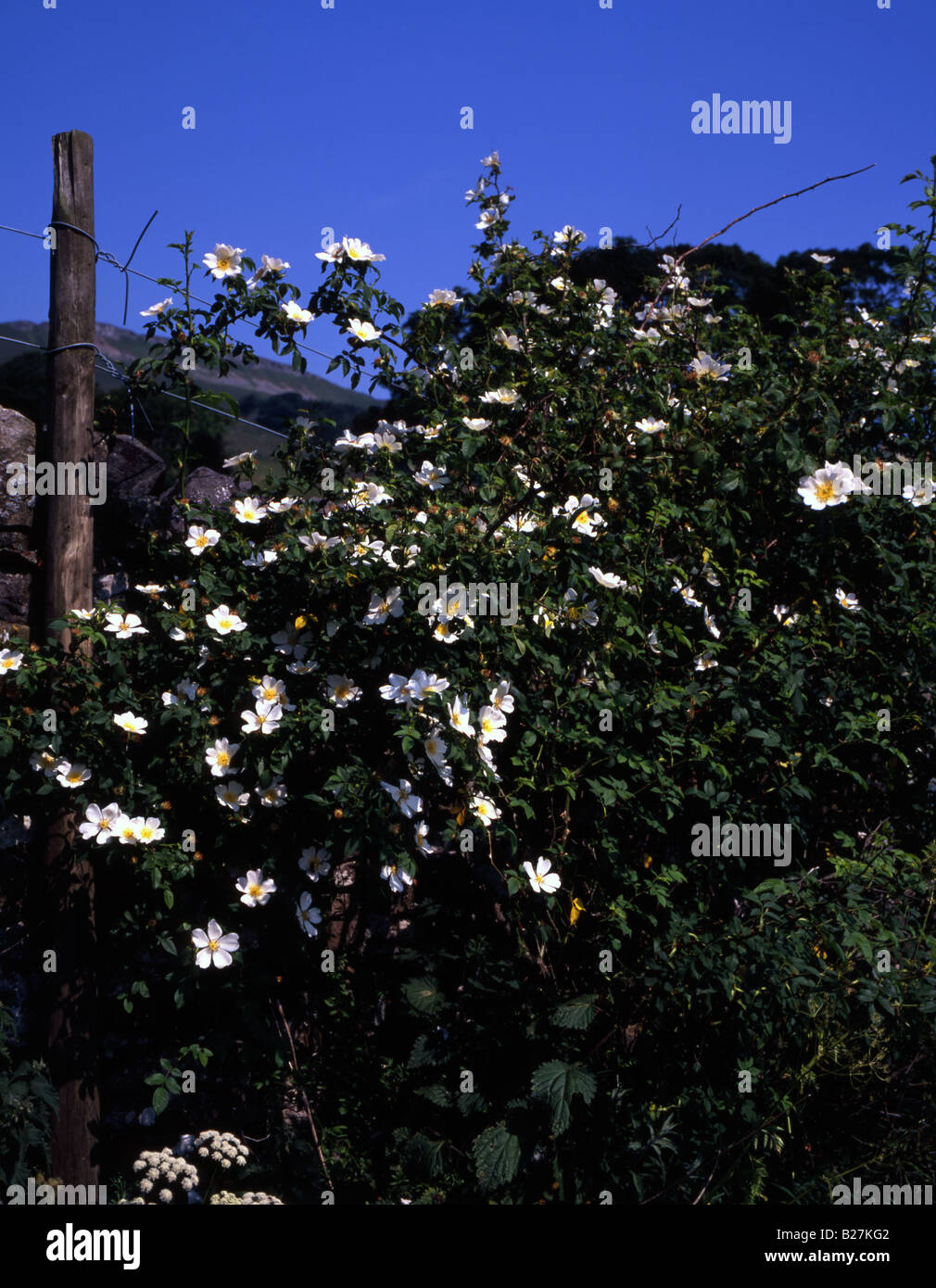 Raydale Stock Photos & Raydale Stock Images - Alamy