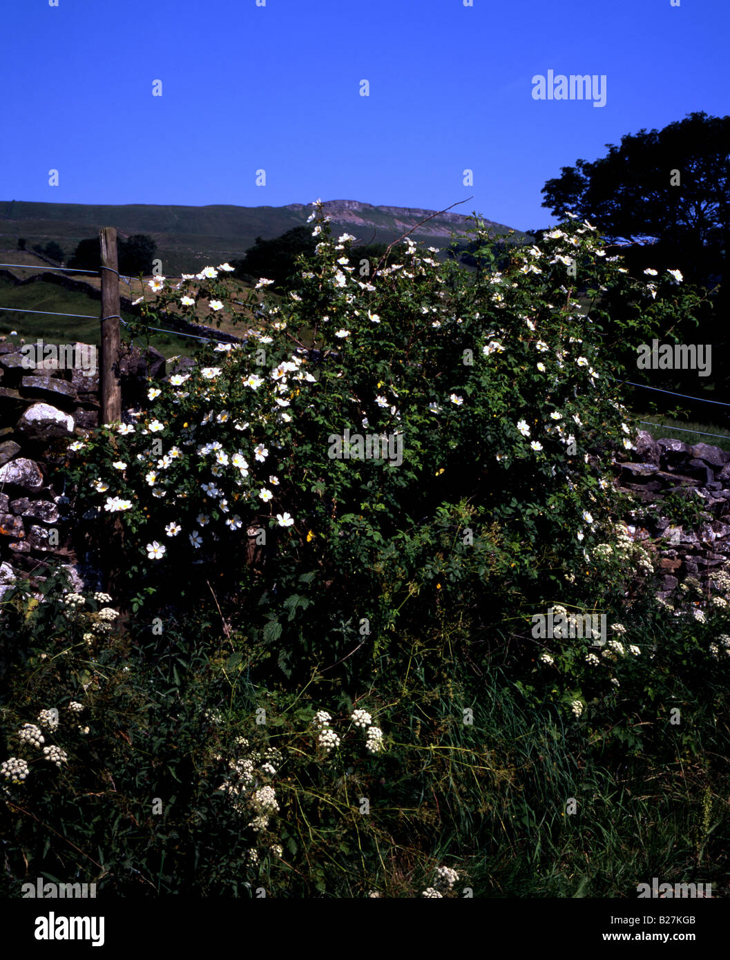 Field Rose, Rosa arvensis by a roadside at Raydale, near Hawes ...