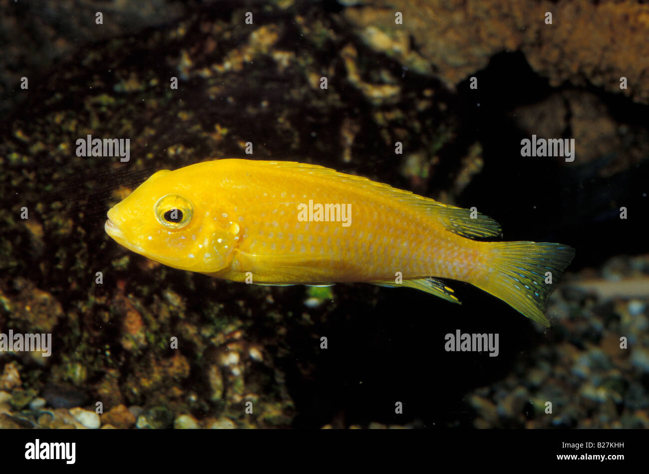 Maylandia zebra msobo tumbi, Malawi Lake cichlid, Africa Stock Photo ...