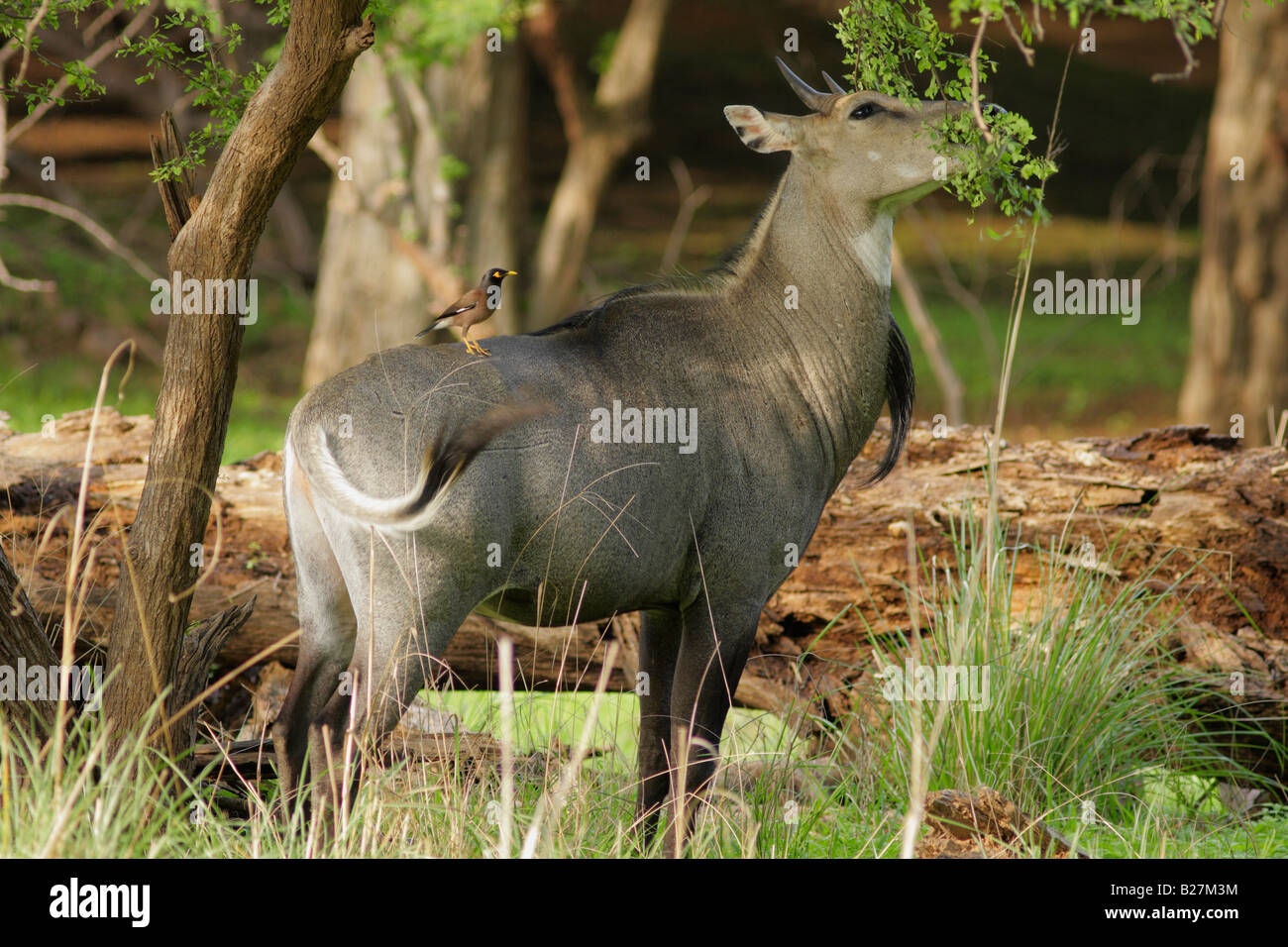 Antelope,Nilgai, (Boselaphus trogocamelus Stock Photo - Alamy