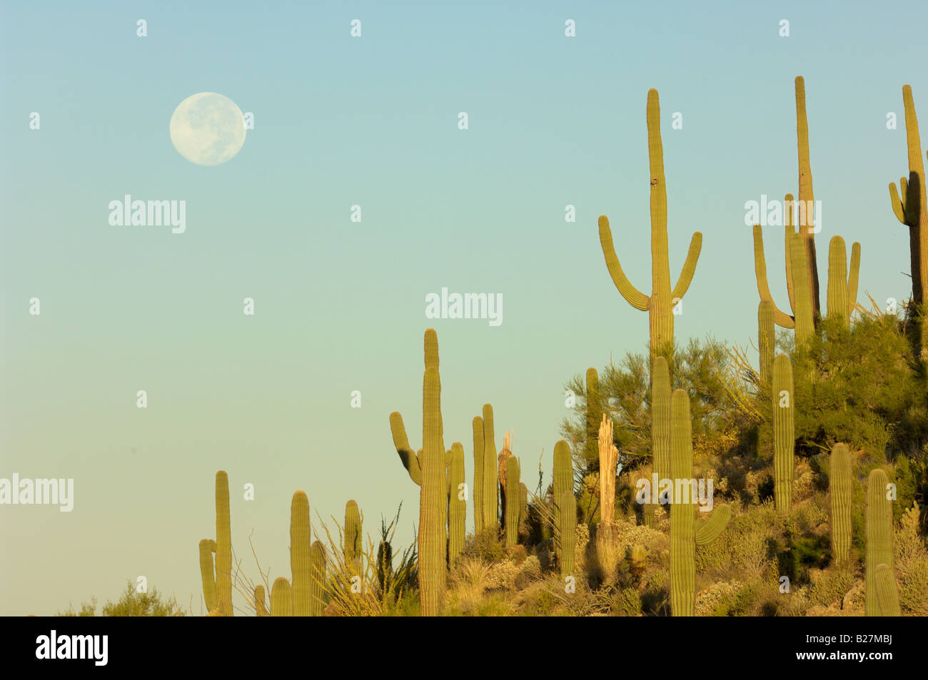 The desert landscape at Tucson Mountain Park Tucson Arizona Stock Photo ...