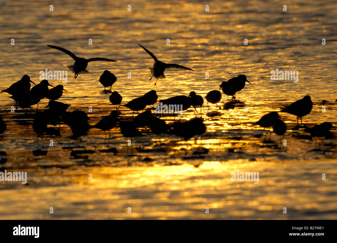 Shorebird flock mostly Dunlin at sunset Lower Suwannee National ...