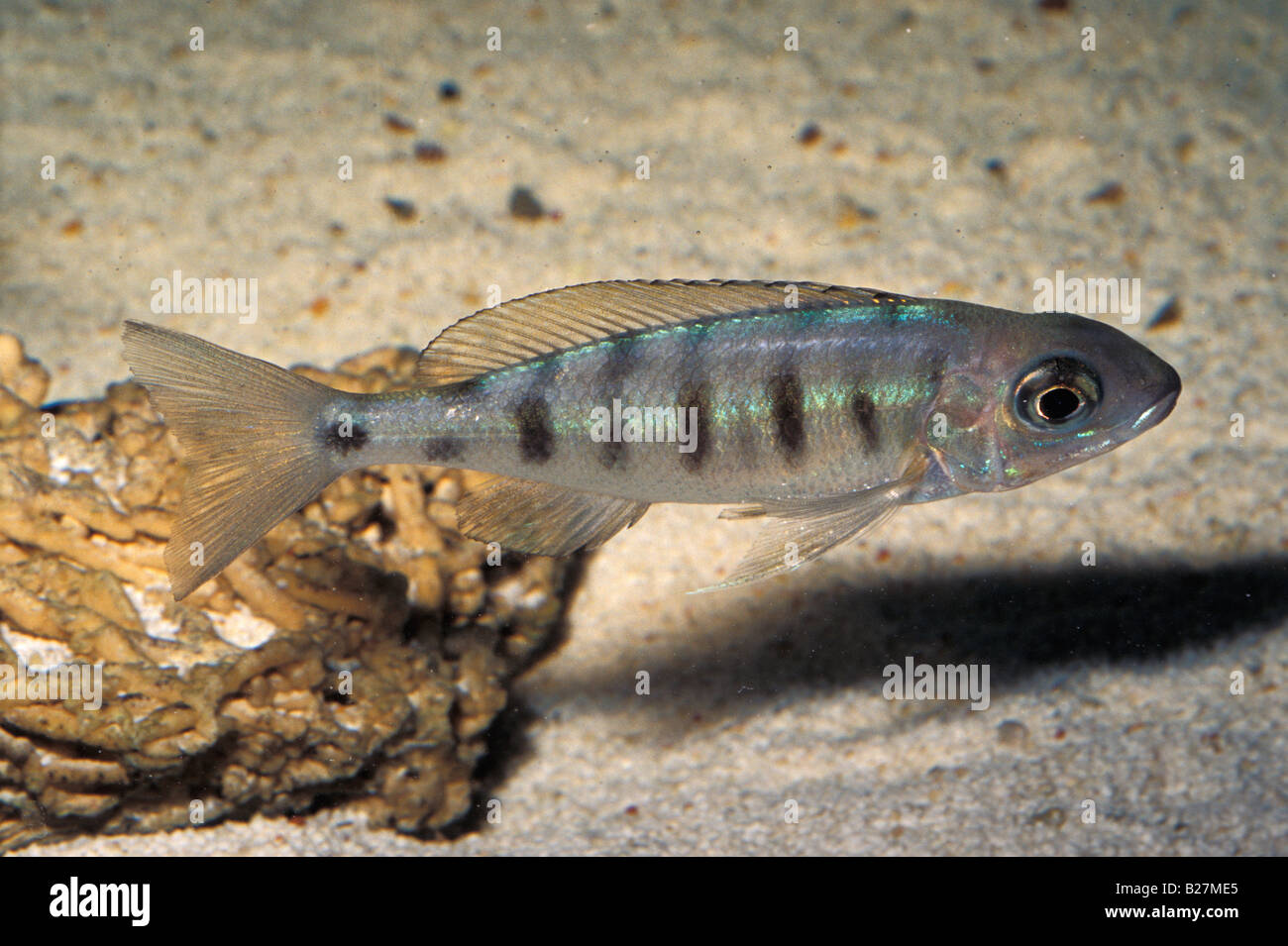 Africa fishes fish animal animals horizontal aquarium aquaria fishes hi ...