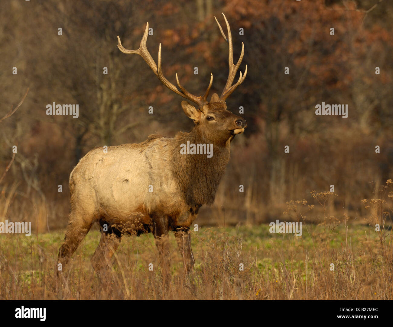 Elk forage in a field Elk County Pennsylvania Stock Photo - Alamy