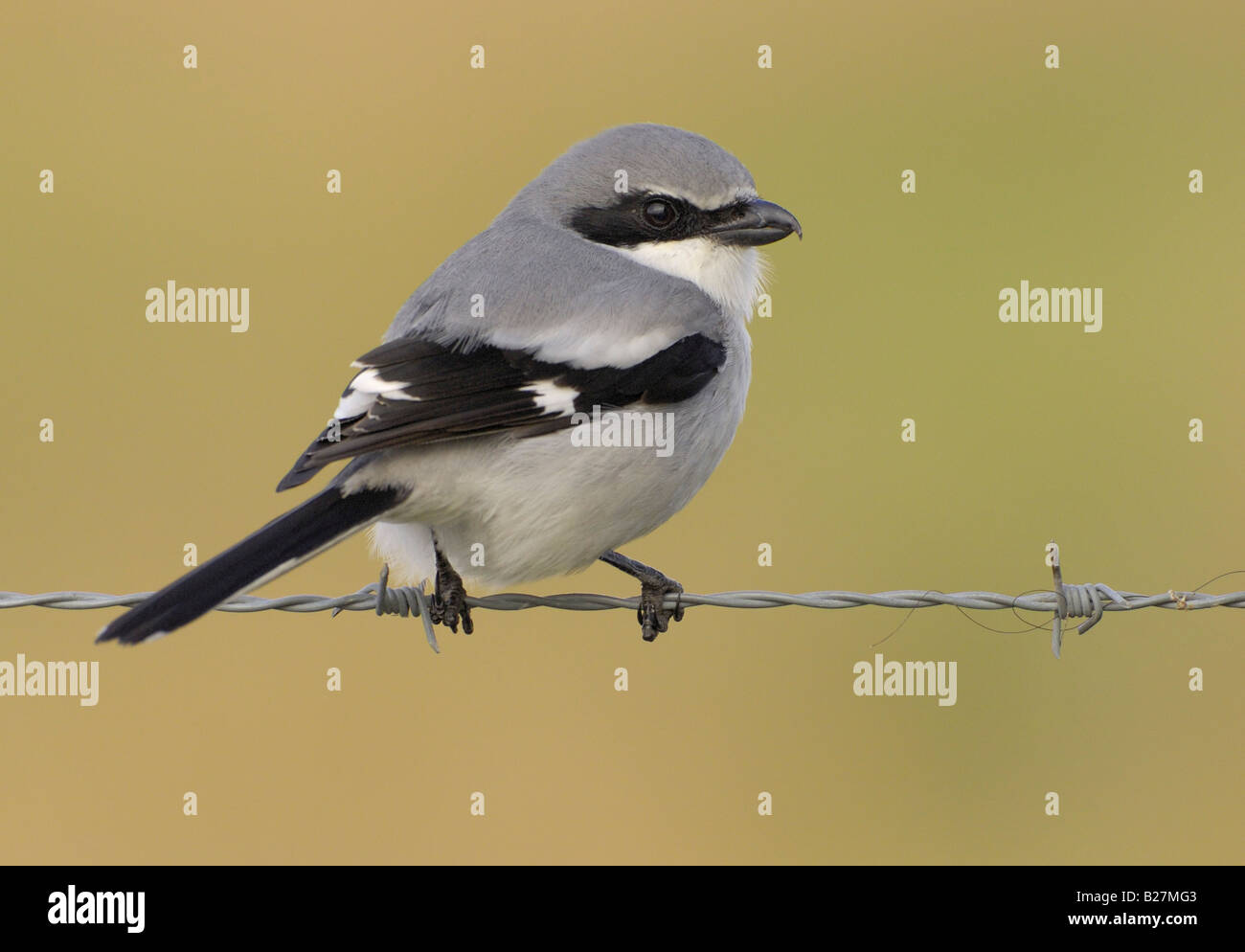 Loggerhead shrike lanius ludovicianus hi-res stock photography and ...