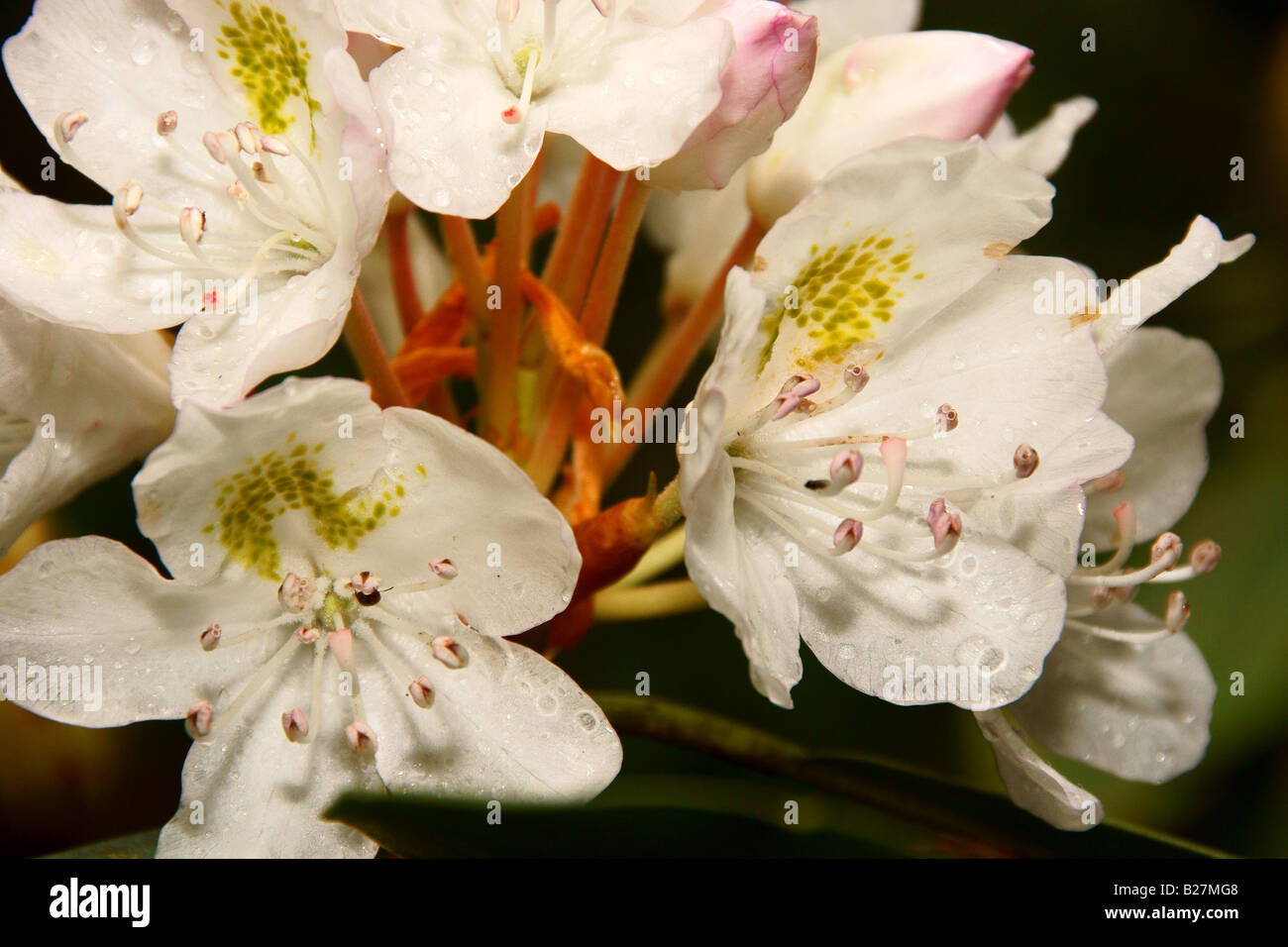 Rose and smoky hi-res stock photography and images - Alamy