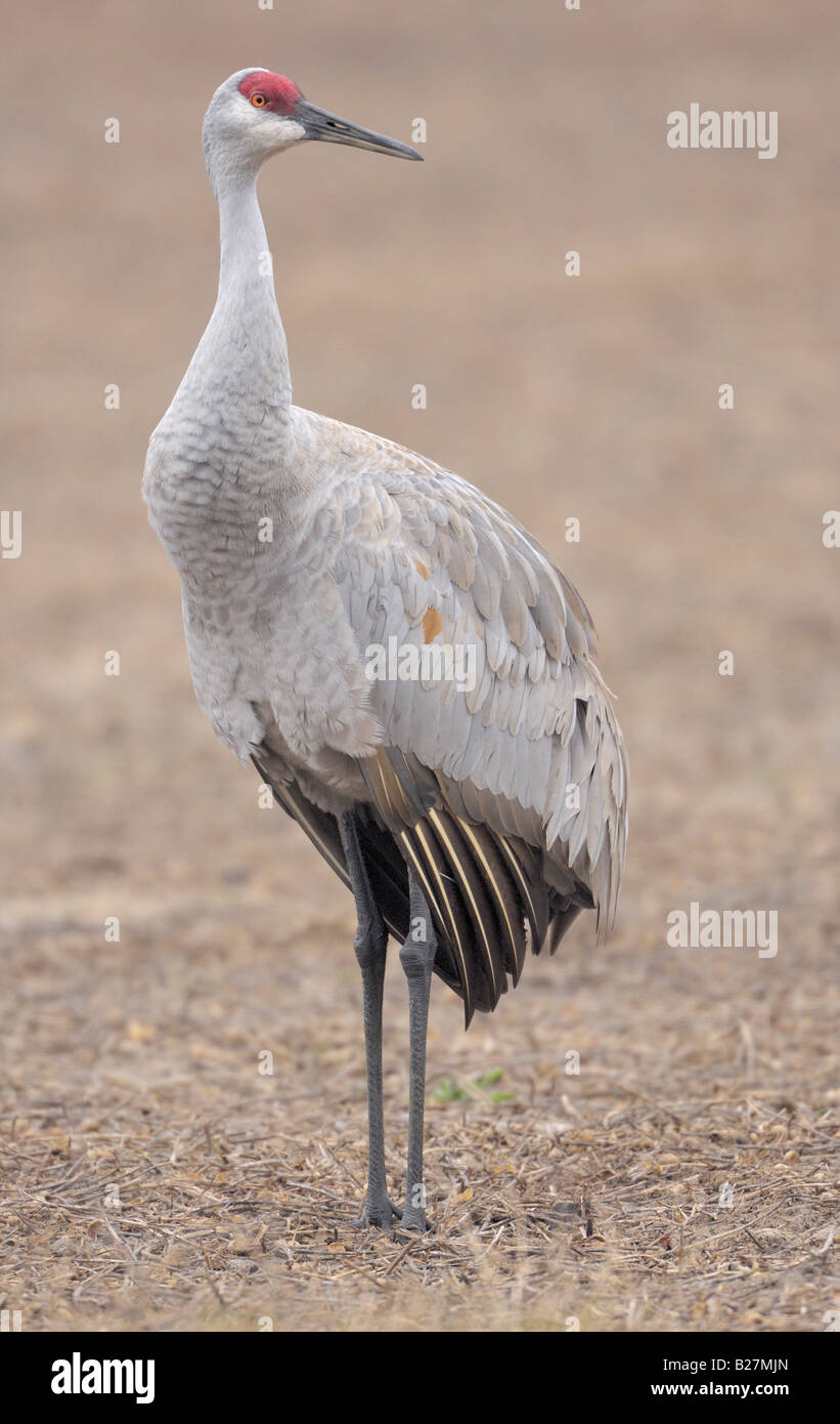 Florida wild cranes hi-res stock photography and images - Alamy