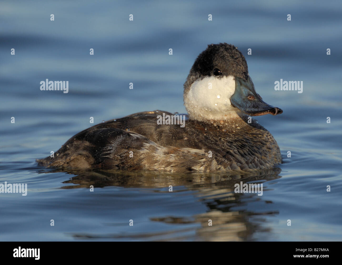 Ruddy Duck nonbreeding plumage Jamaica Bay National Wildlife Refuge ...