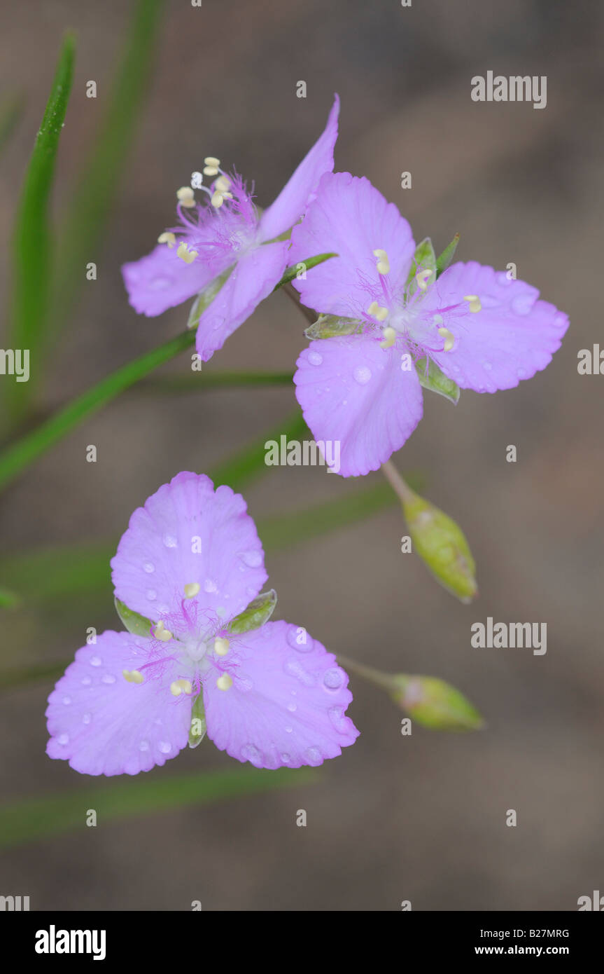Roseling and water drops, Gainesville Florida Stock Photo - Alamy