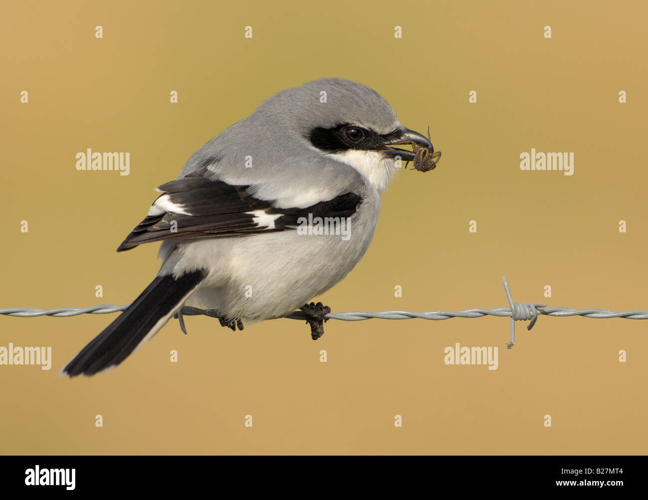 Loggerhead shrike prey hi-res stock photography and images - Alamy