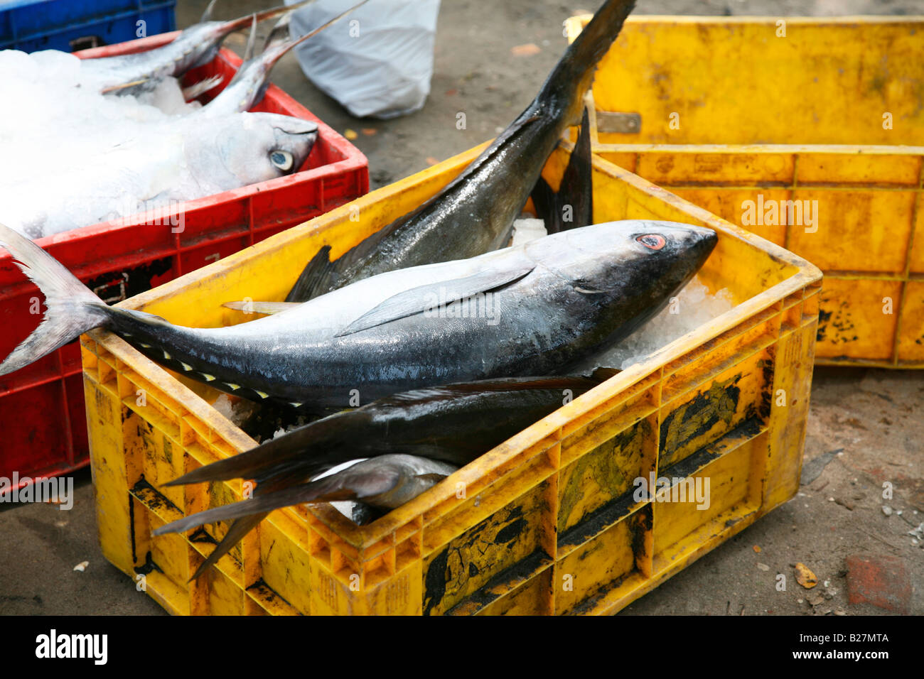 Fish packaging at fort kochi,kerala,india Stock Photo - Alamy