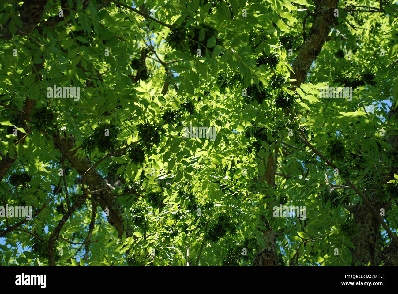 Ash tree seed hi-res stock photography and images - Alamy