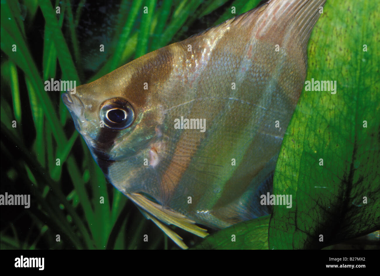 Pterophyllum altum, Deep Angel Fish, South America Cichlids Stock Photo ...