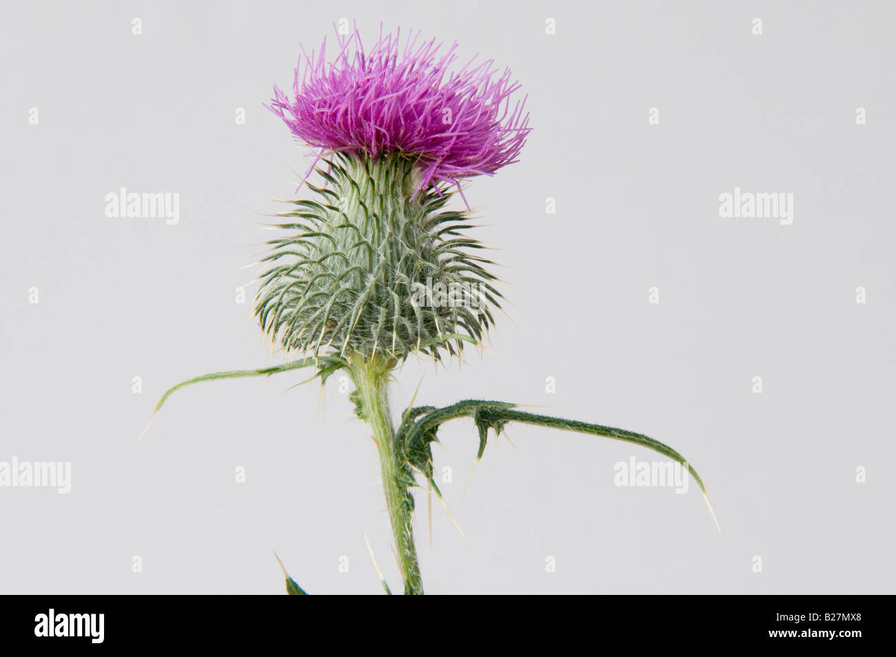 Thistle scotland emblem hi-res stock photography and images - Alamy